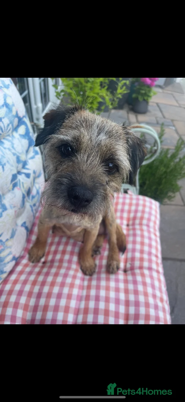 Mrs Tracy Flinders | Pets4Homes