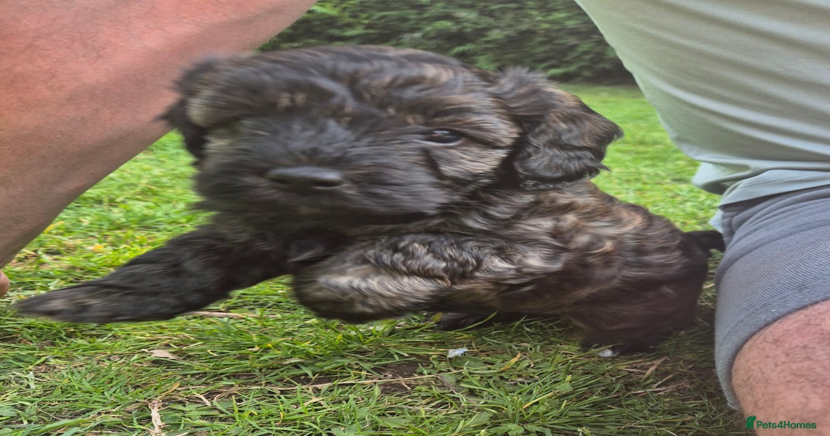 Gorgeous F2 cockapoo puppies for sale in Wolverhampton | Pets4Homes