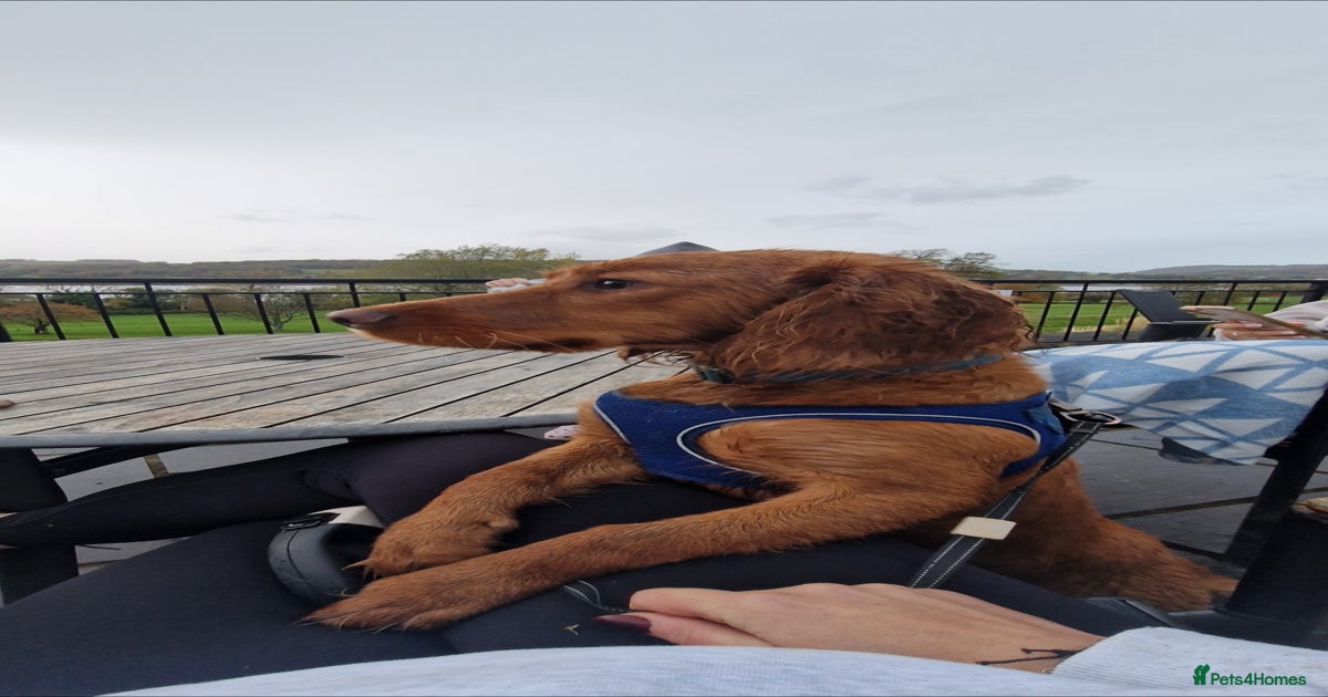 Milo 9 month old male cocker spaniel for sale in Bala | Pets4Homes