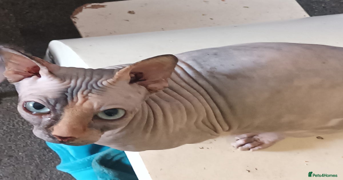 Sphinx Adult Male & Female plus Female Kitten for sale in Northwich | Pets4Homes