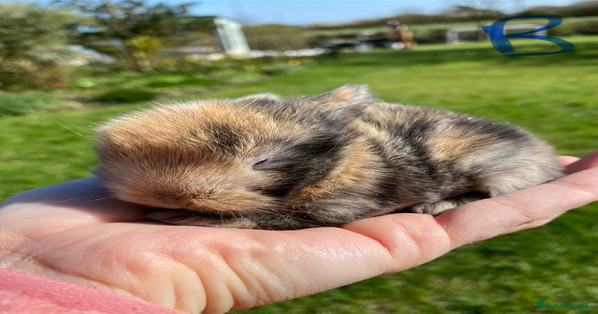 Beautiful Pure breed mini lops for sale in Chelmsford | Pets4Homes