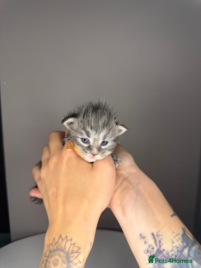 XL maine coon kittens available for sale in Market Rasen | Pets4Homes