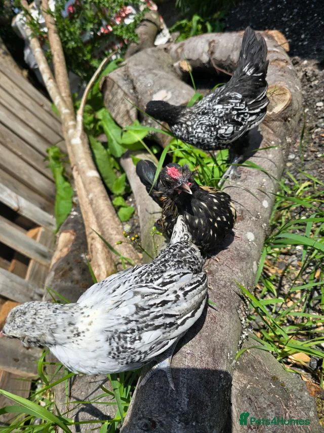 Grower chickens for sale in Salisbury | Pets4Homes