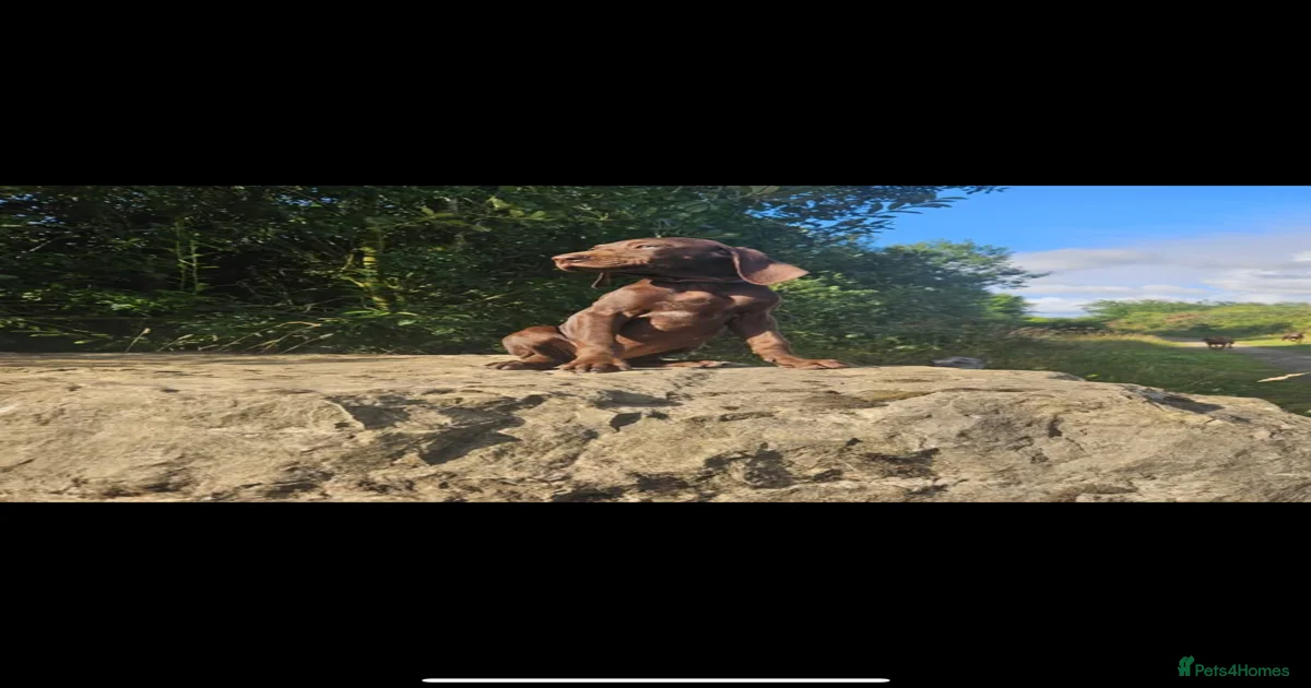 Falcon Mixed Breed Puppies for sale | Pets4Homes