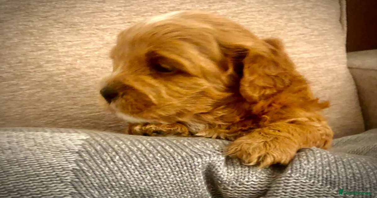 Mixed Breed Puppies for sale | Pets4Homes