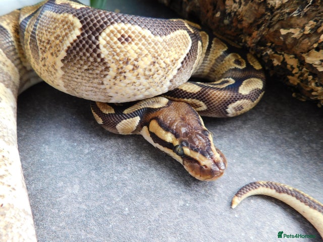 Hatchling Royal Pythons (Various) for sale in Manchester | Pets4Homes