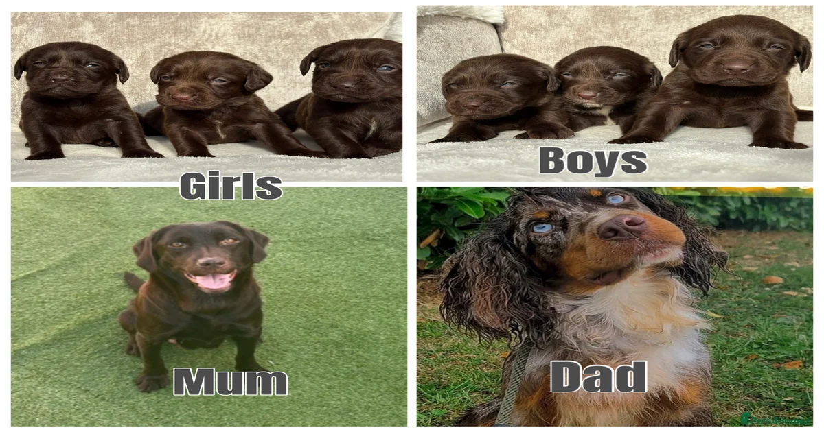 Trained labrador puppies Cockerdor Puppies for sale | Pets4Homes