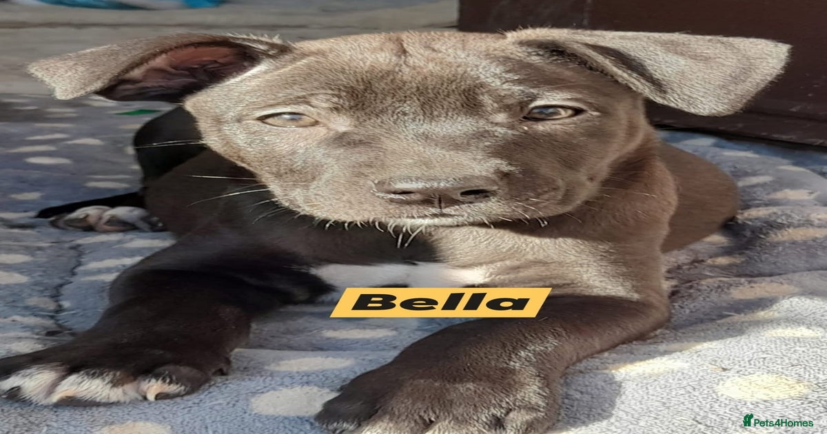 Belgium mal cross cane corso for sale in Hull | Pets4Homes