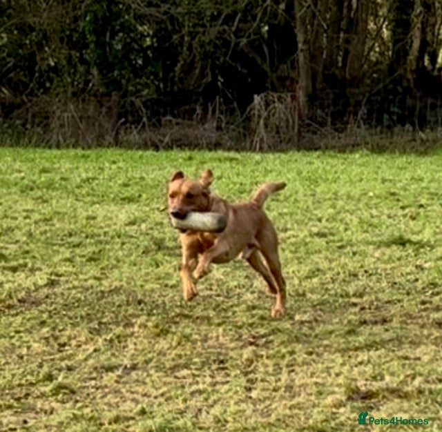 STUNNING KC DARK FOX RED WORKING LABRADOR STUD DOG for stud in South ...