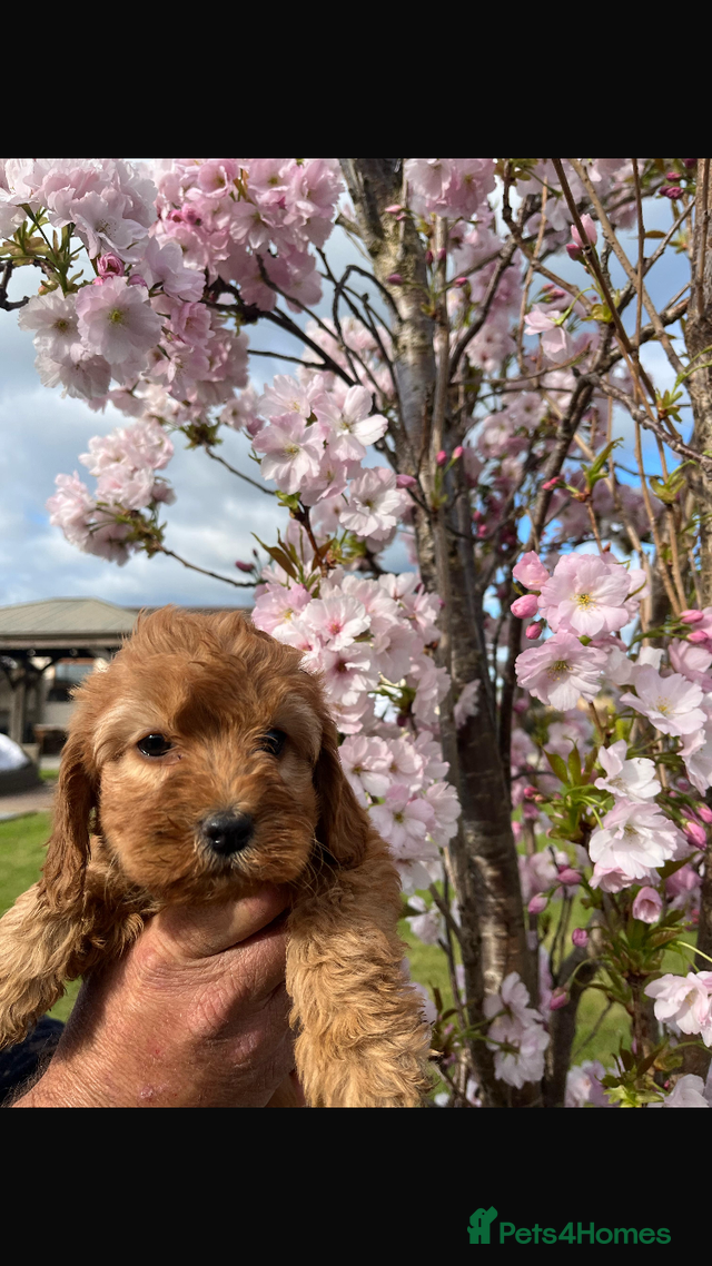 ⭐️⭐️⭐️⭐️⭐️ F1 miniature cockapoo puppies for sale in Ingatestone ...