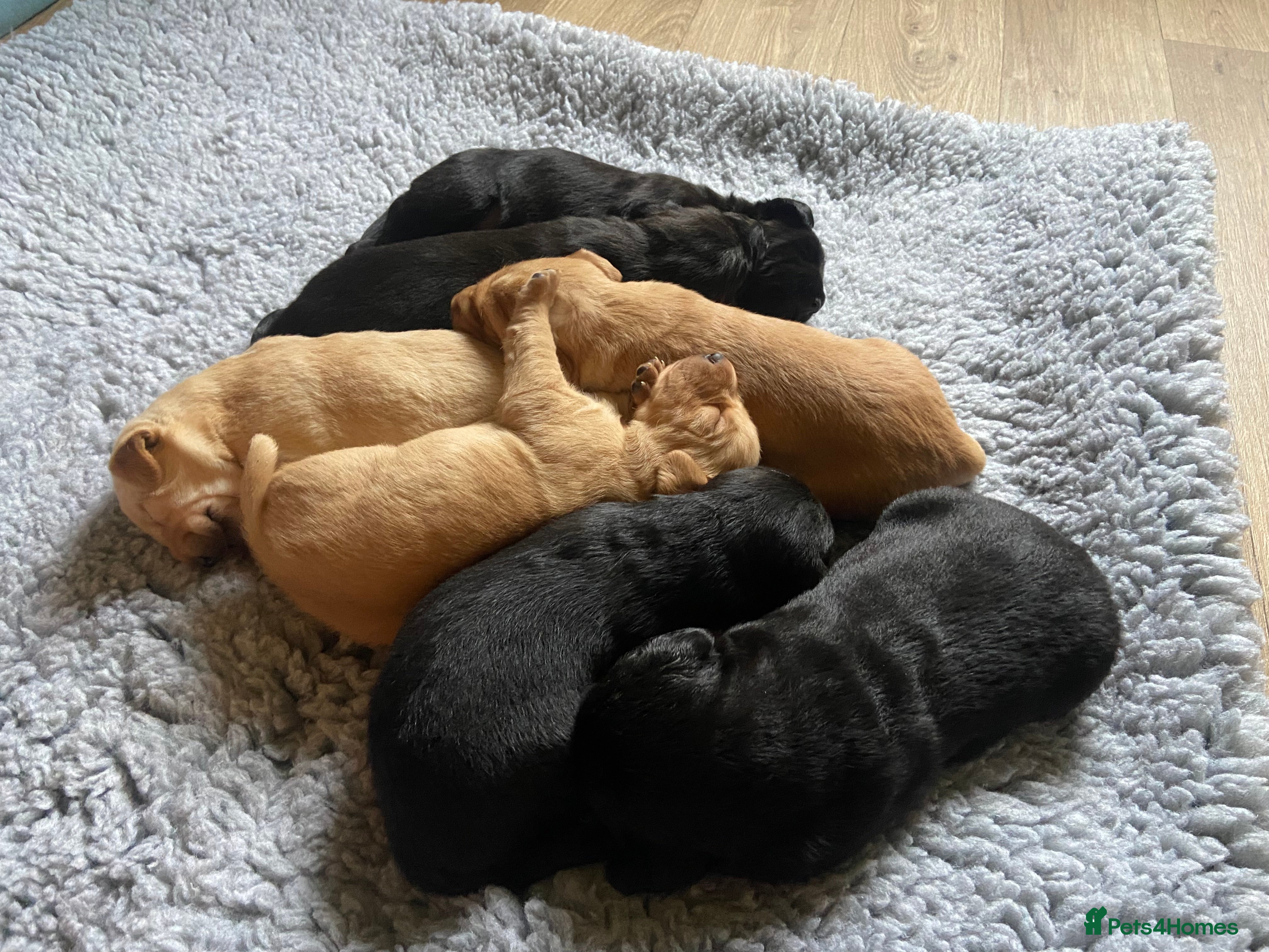 Labrador / Springador cross puppies for sale in Cranbrook | Pets4Homes