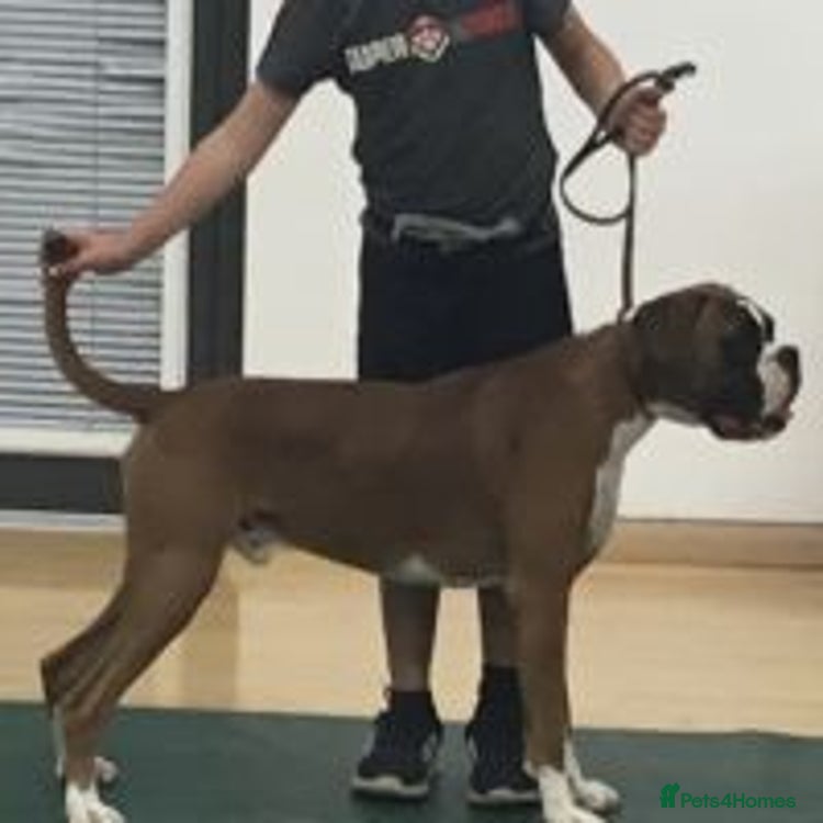Boxer breeders | Pets4Homes