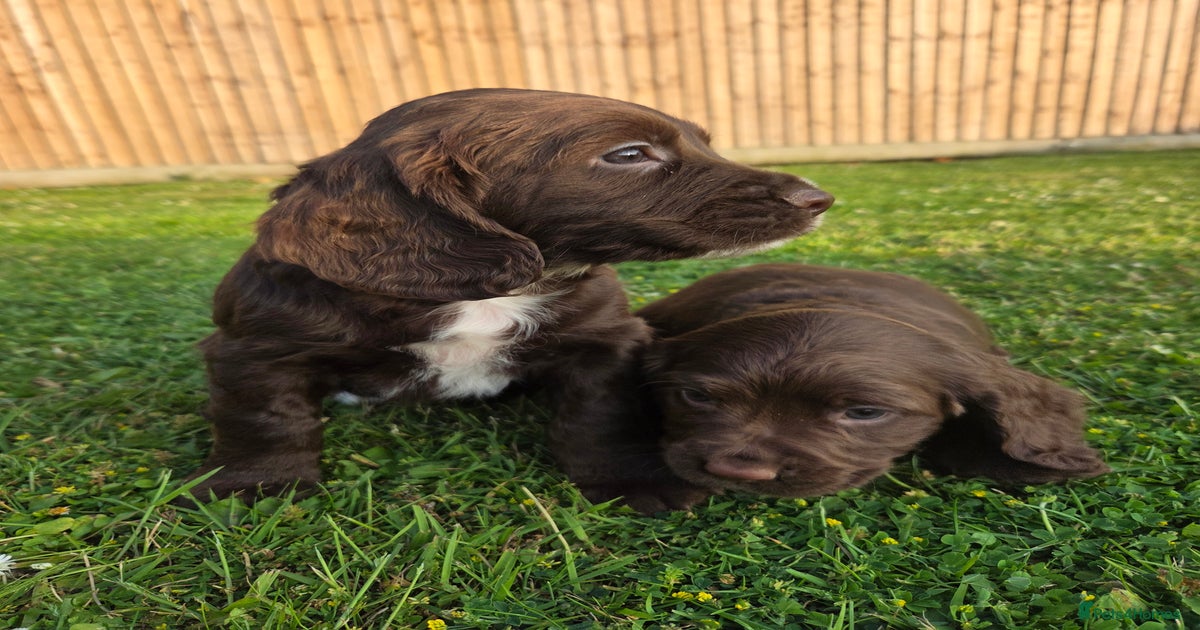 🤎 beautiful chocolate sprocker puppies 🤎 for sale in Spalding | Pets4Homes