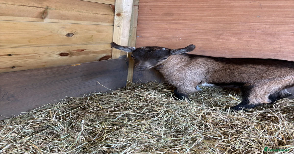 Nanny Goats Livestock for sale | Pets4Homes