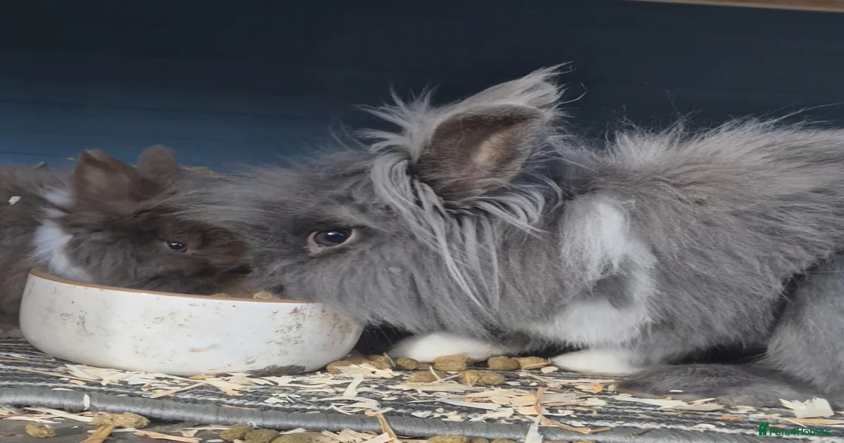 Rabbits for sale | Pets4Homes