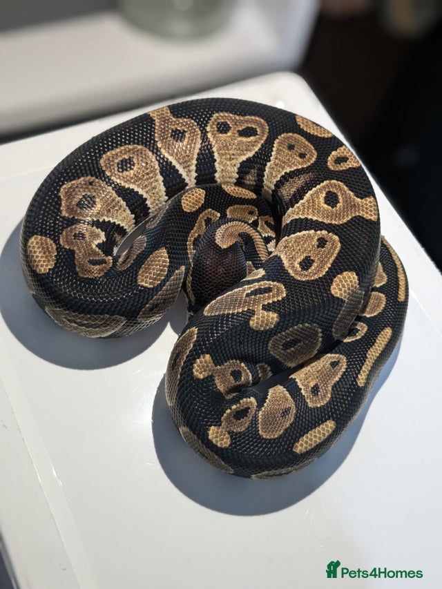 Range of Royal Pythons for sale in Burnley | Pets4Homes