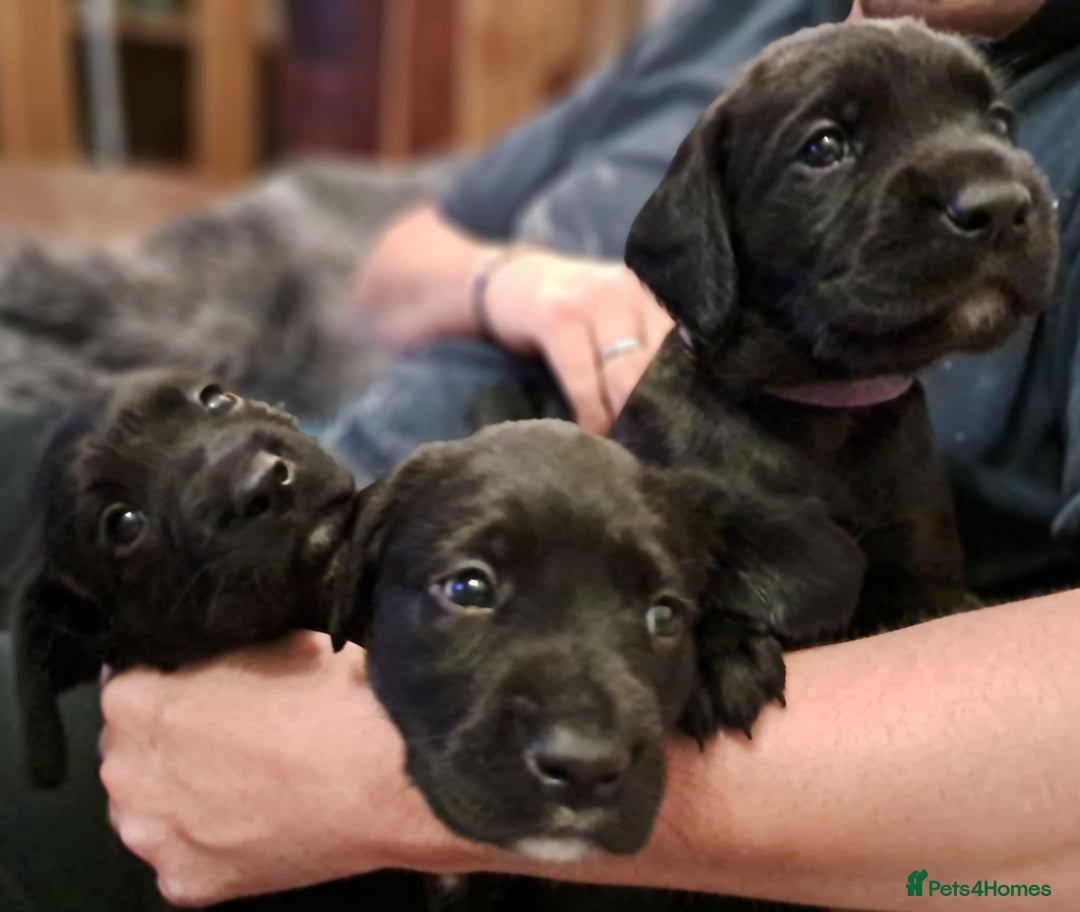 Springador puppies for sale | Pets4Homes