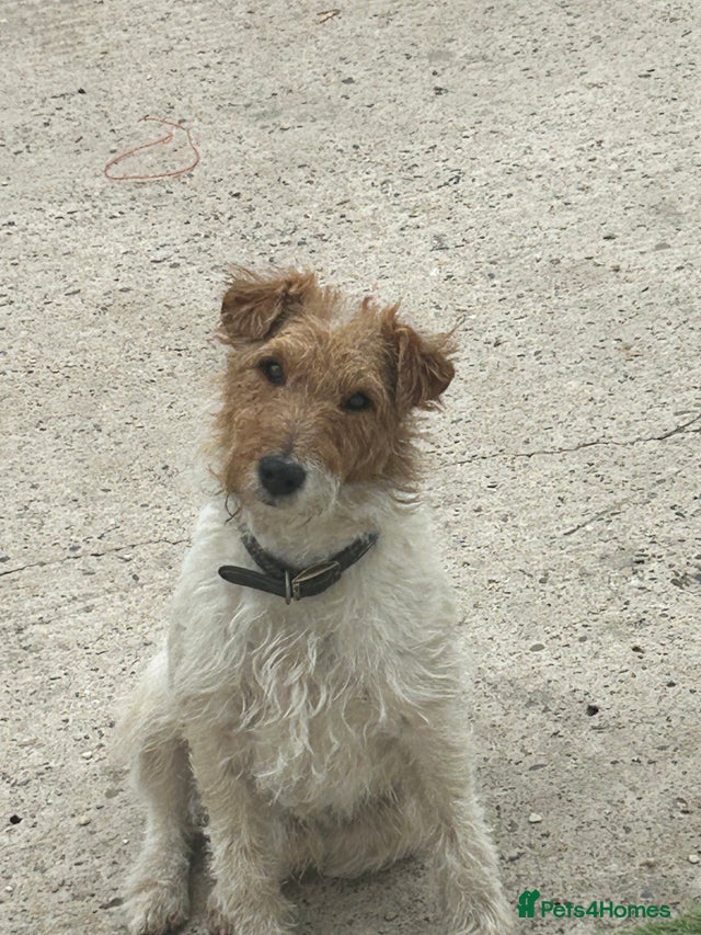 Working fox terrier for stud for stud in Worcester | Pets4Homes
