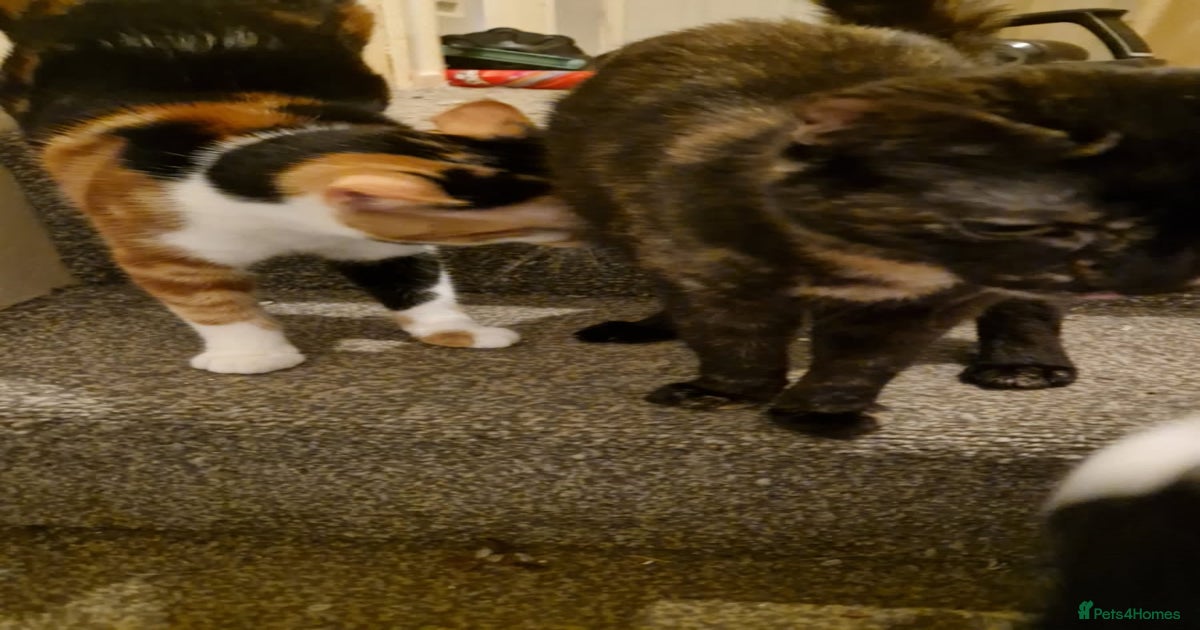 3 female kittens free to a good home for sale in Hengoed | Pets4Homes