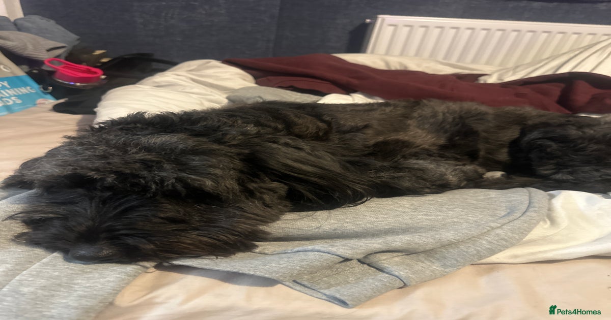 Female cockapoo for sale in London | Pets4Homes