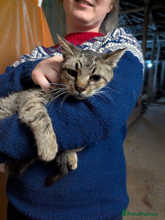 Granny for adoption for adoption in Kidlington | Pets4Homes