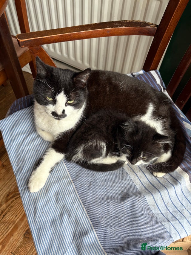 Kittens - Free to a good home for sale in Tamworth | Pets4Homes