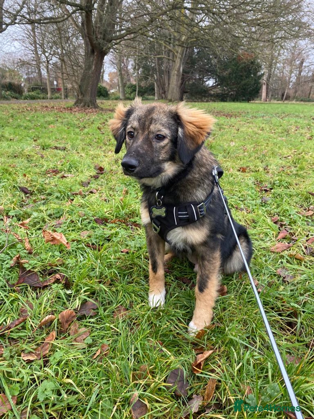 Dogs for adoption in Doncaster | Pets4Homes