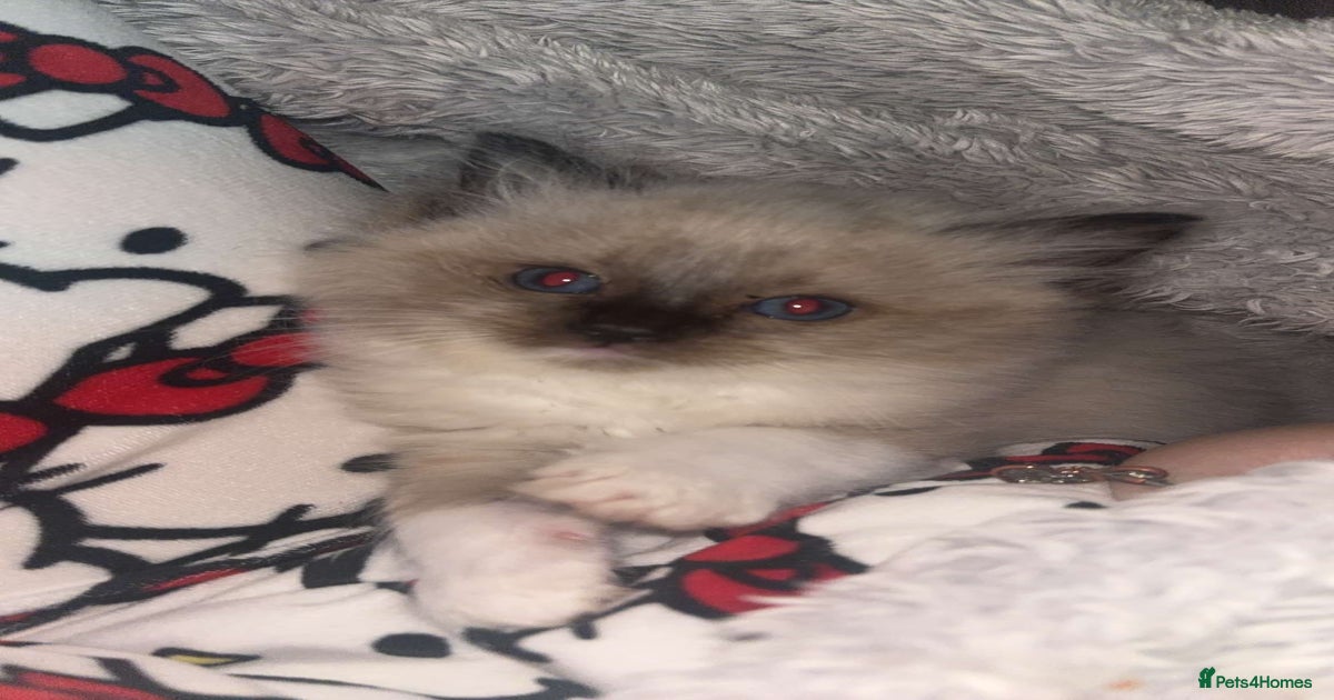 Full ragdolls for sale in Colne | Pets4Homes