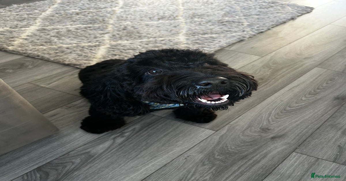 Cockapoo (Buddy) for sale in Bathgate | Pets4Homes