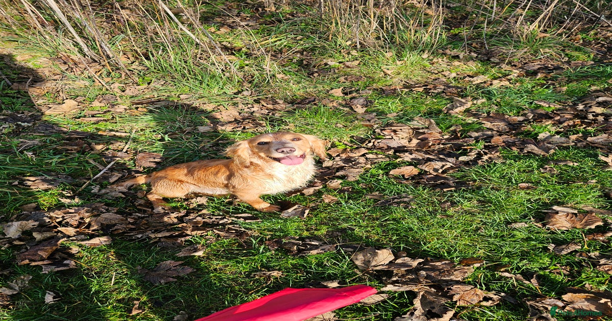 Kc registered Cocker spaniel stud for stud in Pickering | Pets4Homes