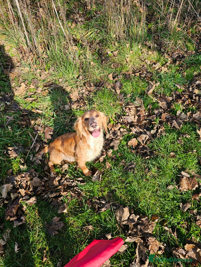 Kc registered Cocker spaniel stud for stud in Pickering | Pets4Homes