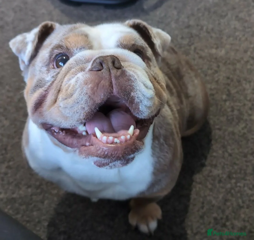 English Bulldog Girl Seeking Loving Home! for sale in Great Yarmouth ...