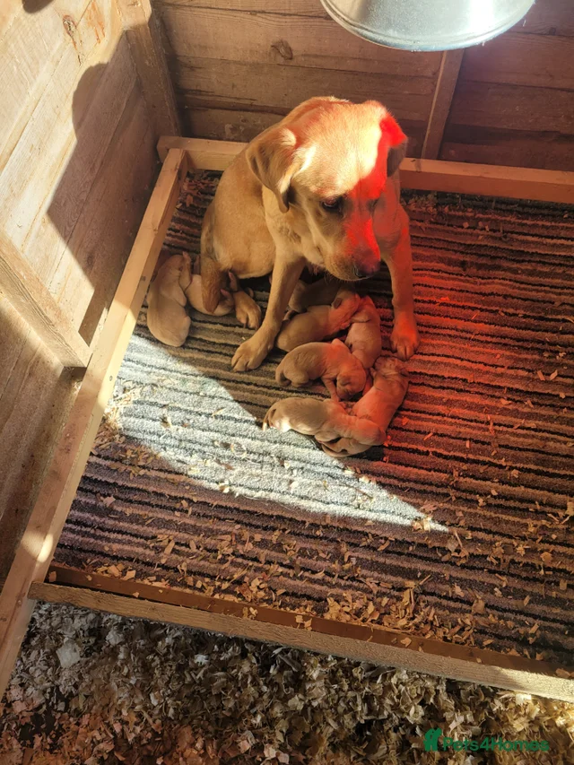 Fox Red Labrador Pups For Sale for sale in Wigton | Pets4Homes