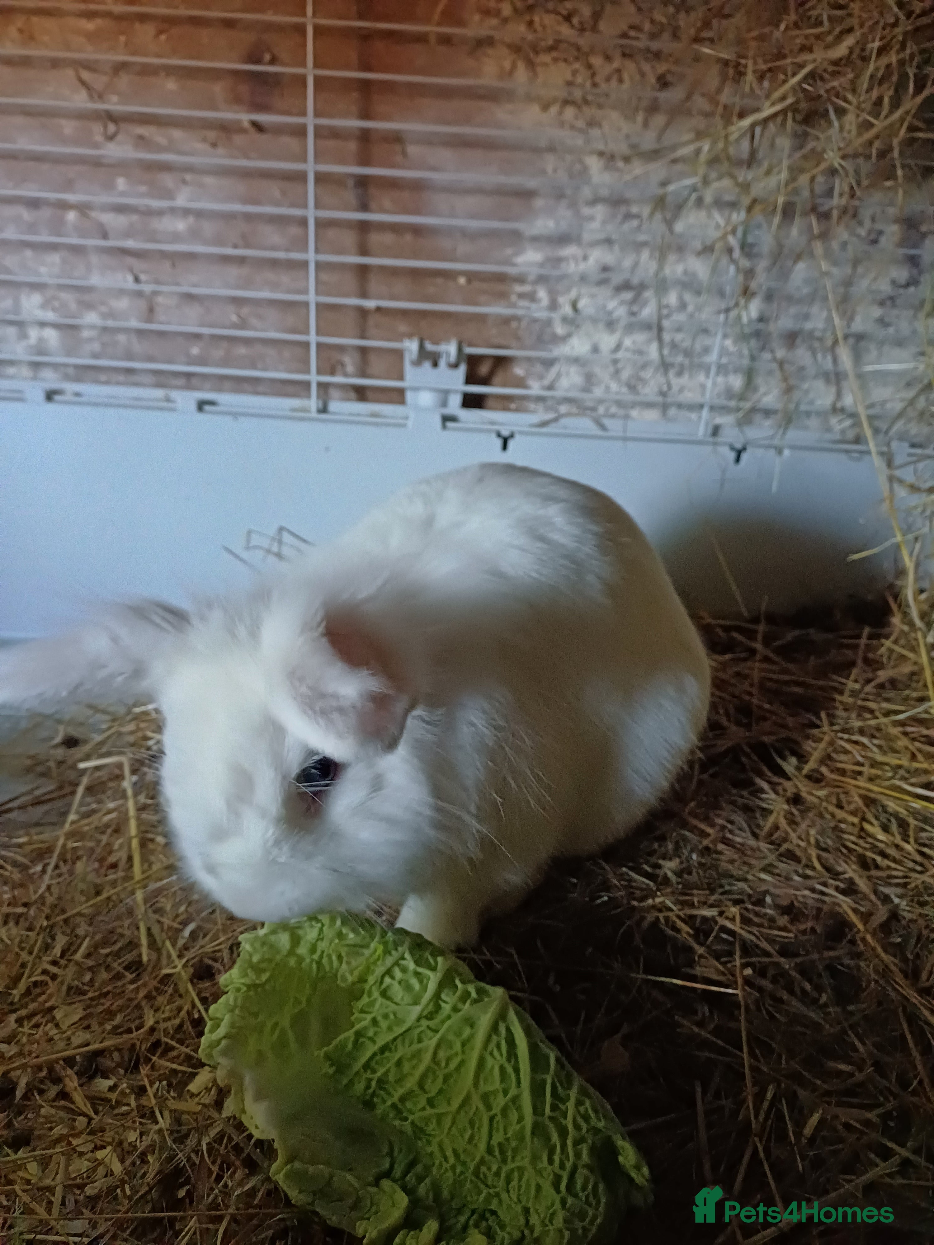 Adorable Male Lionhead Cross Rabbit for sale in Southampton | Pets4Homes