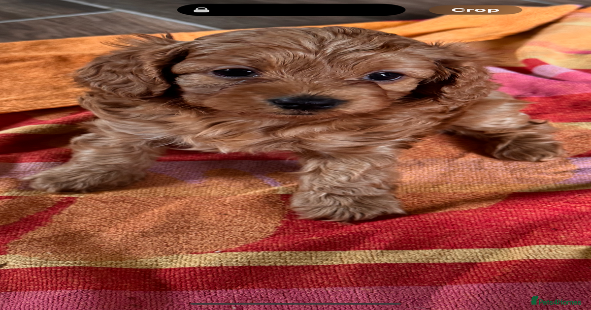 Gorgeous Fox red mini cavapoo puppies for sale in Dumfries | Pets4Homes