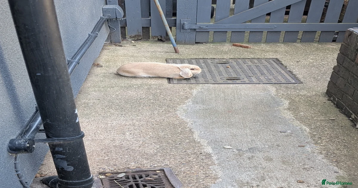 French mini lop for sale in Derby | Pets4Homes