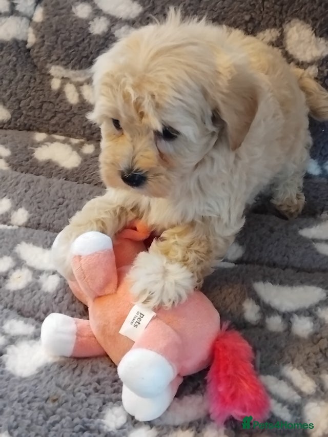 Maltipoo puppies for sale in Doncaster | Pets4Homes