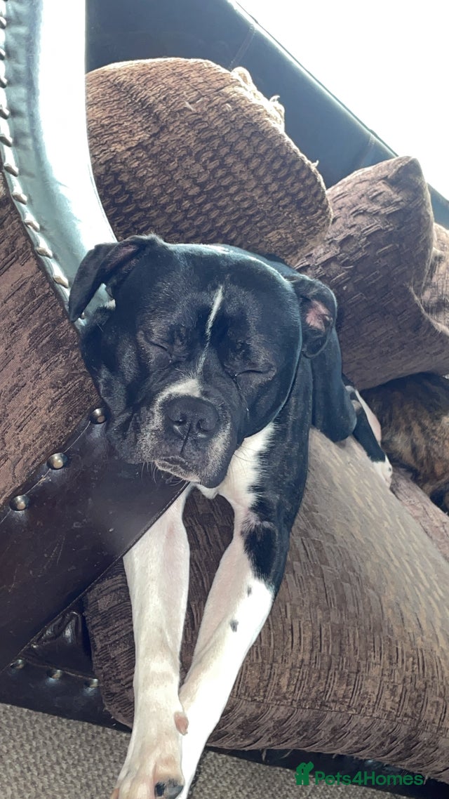 American bulldog cross staffy for sale in Mansfield | Pets4Homes