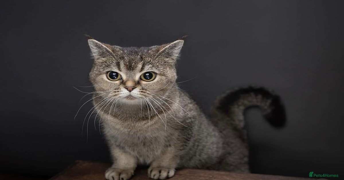 Scottish Straight neutered female cat for sale in Northampton | Pets4Homes