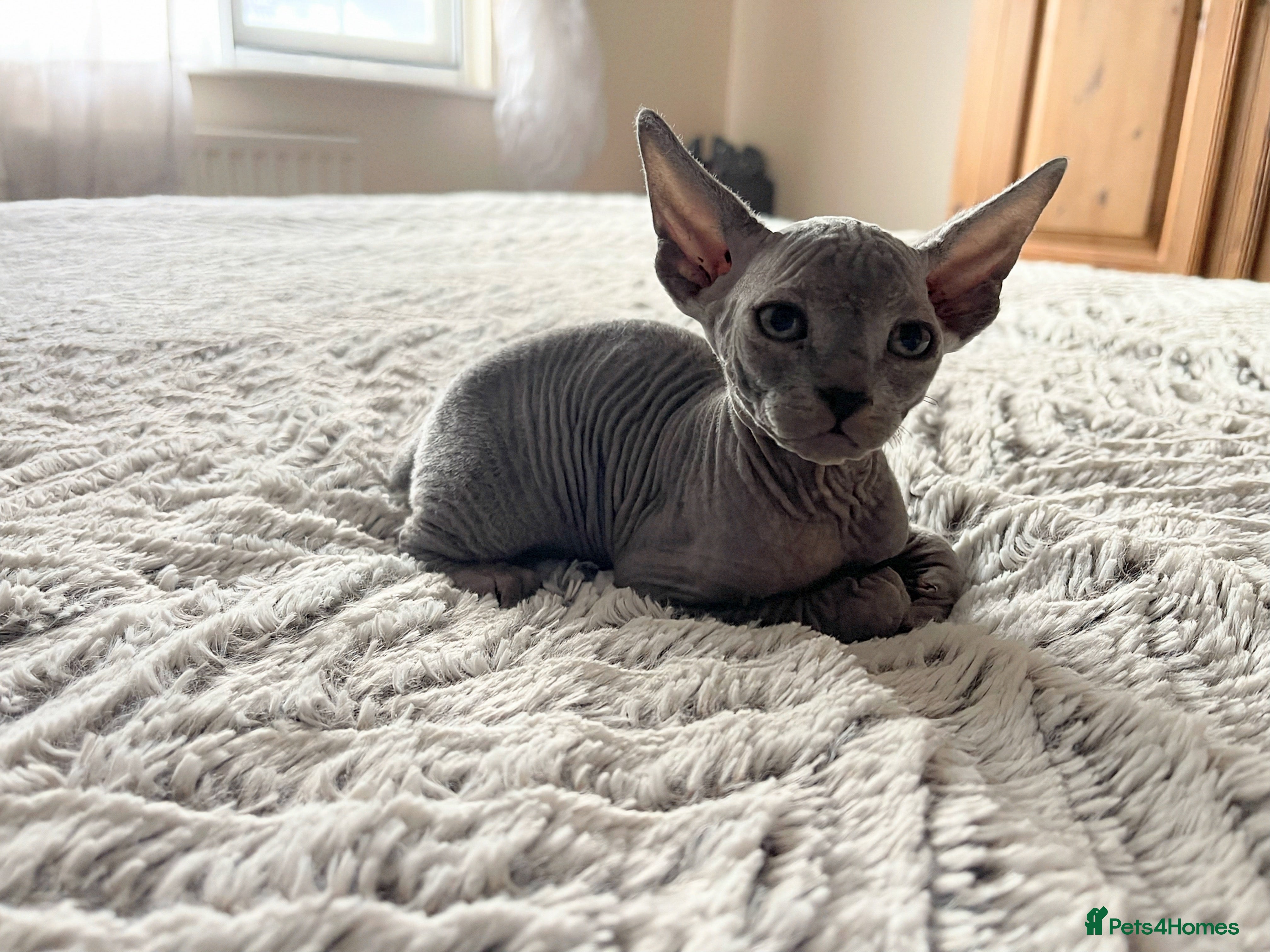 3 beautiful sphynx babies have arrived! for sale in Brandon | Pets4Homes