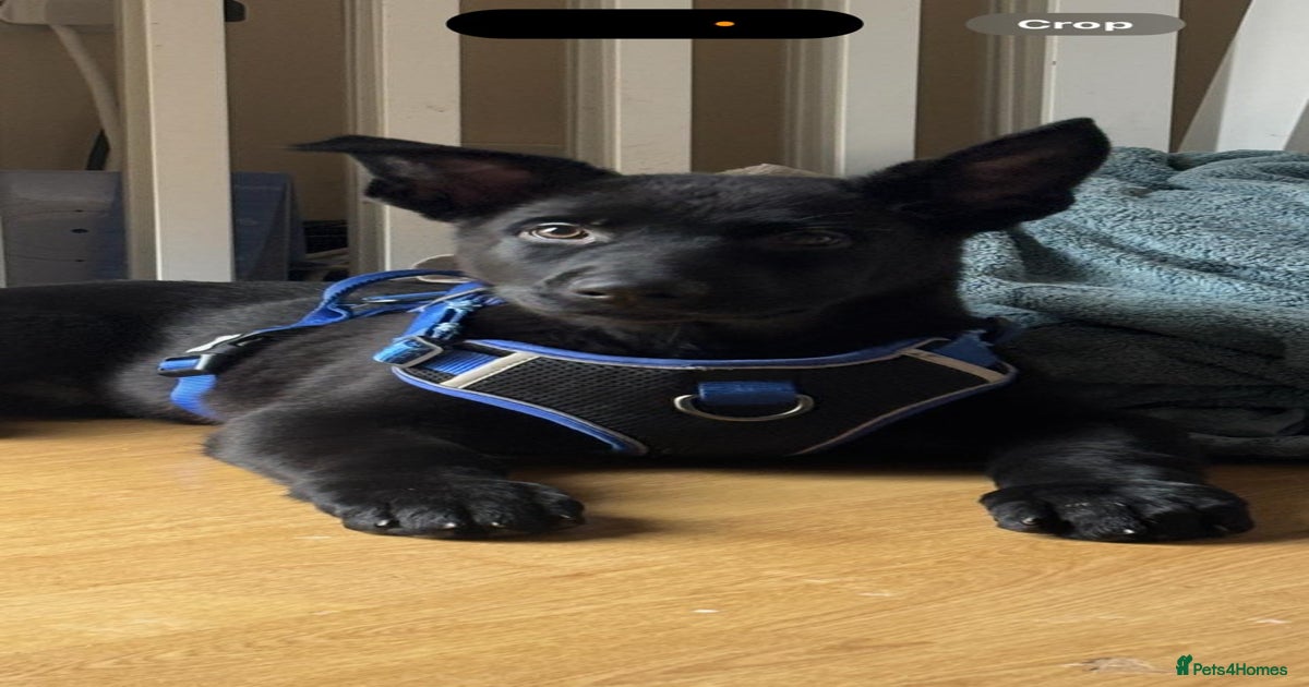 13 week German Shepard mum and dad working dogs for sale in London ...