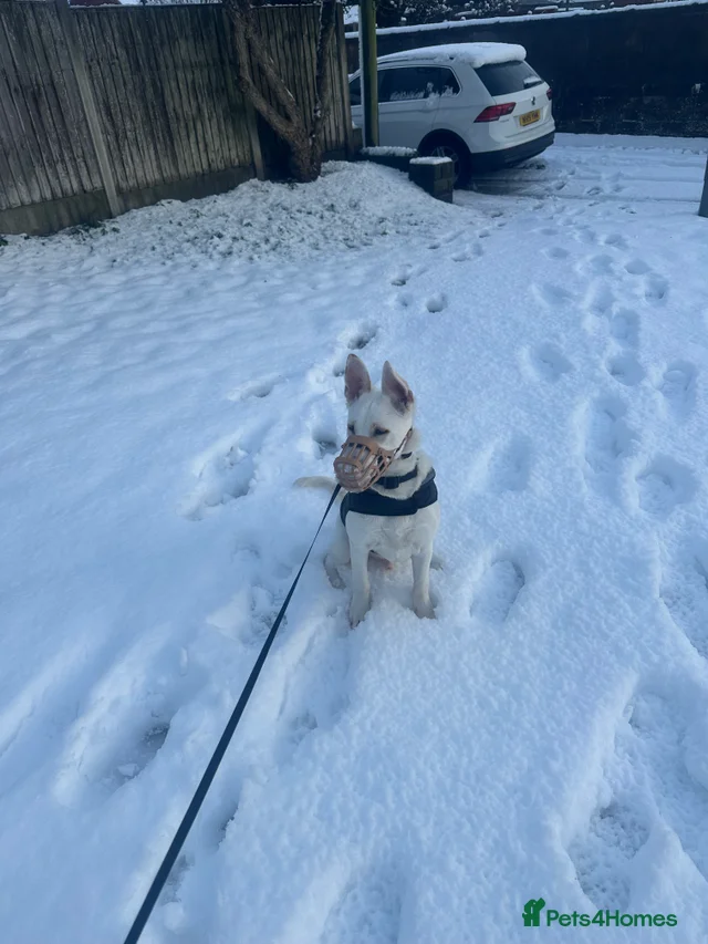 Mixed Belgian Malinois for sale in Wolverhampton | Pets4Homes