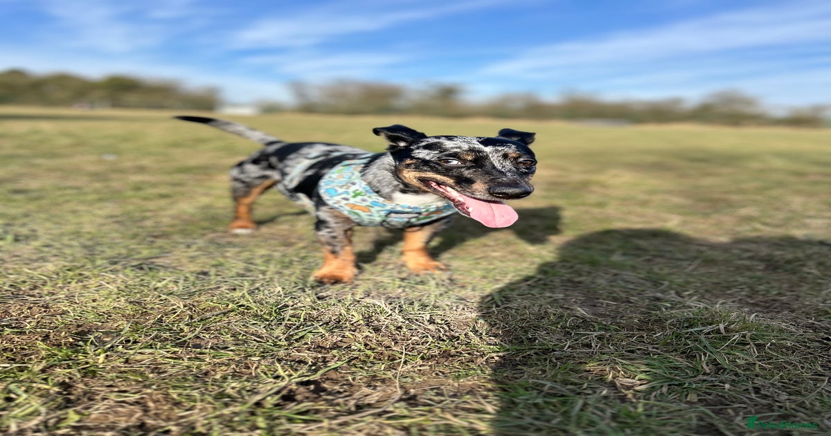 Merle Jack Russell for Stud for stud in Coalville | Pets4Homes