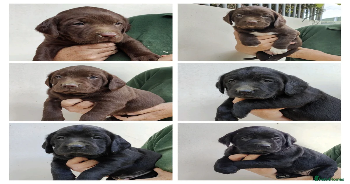 Lovely Springador Puppies for sale in March | Pets4Homes