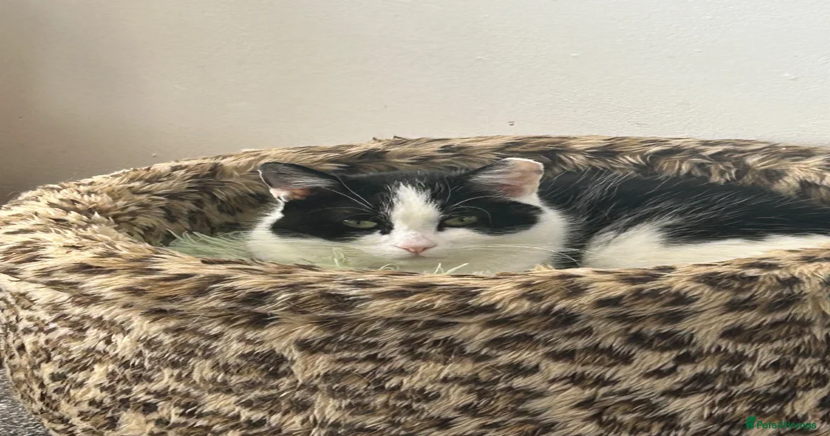 Male kitten for sale in Stirling | Pets4Homes