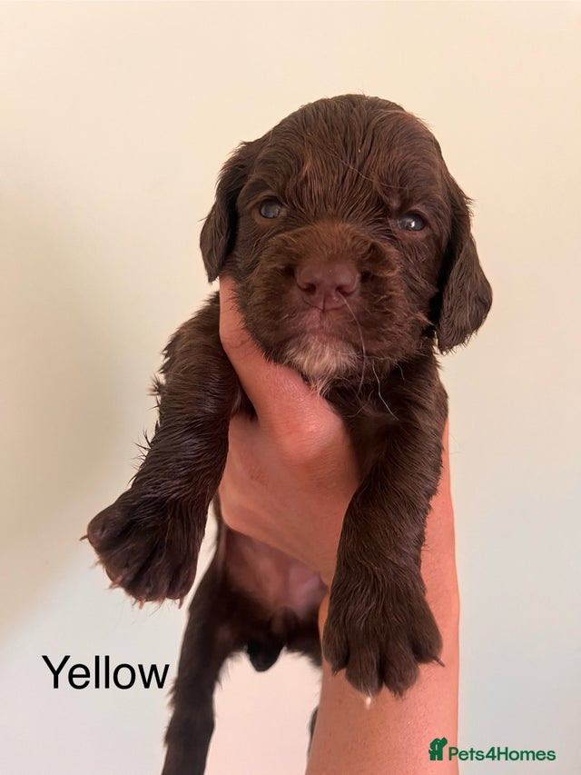 First cross sprocker puppies for sale in Dorchester | Pets4Homes