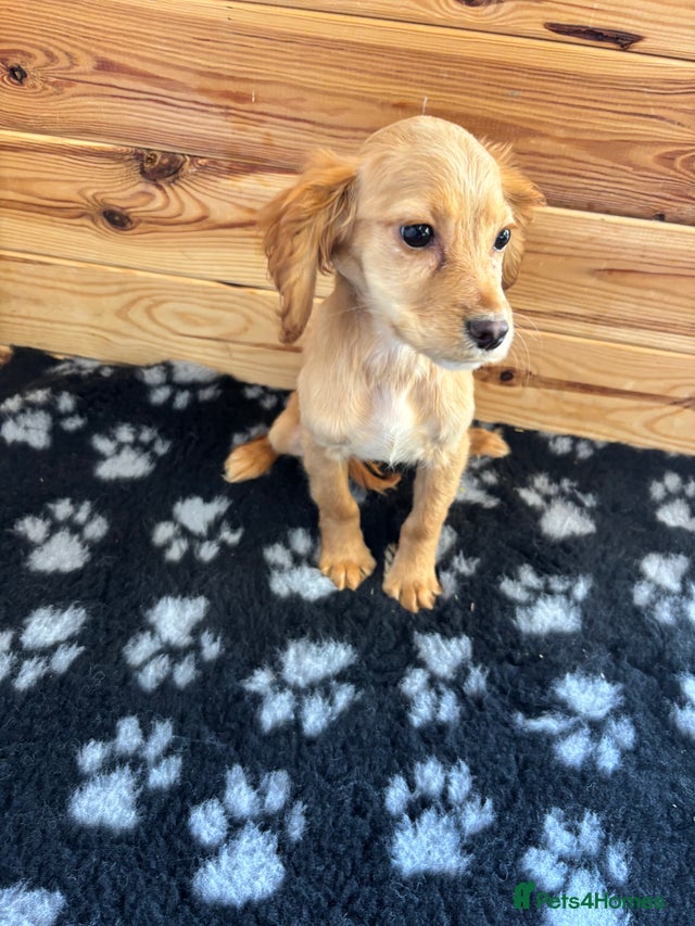 Beautiful gold cocker spaniels for sale for sale in Hornchurch | Pets4Homes
