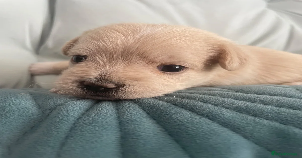 Teddy dog Puppies for sale | Pets4Homes