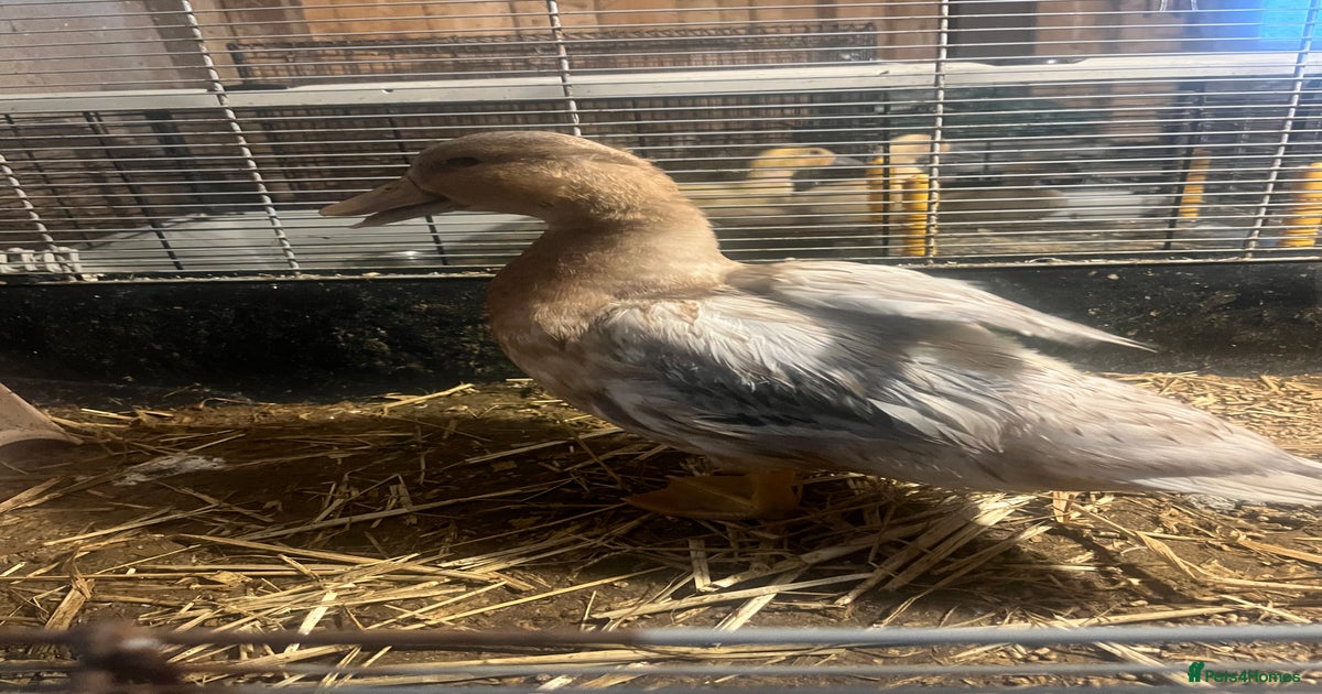 Young Male Apricot Call Ducks for sale in Bolton for sale in Bolton ...