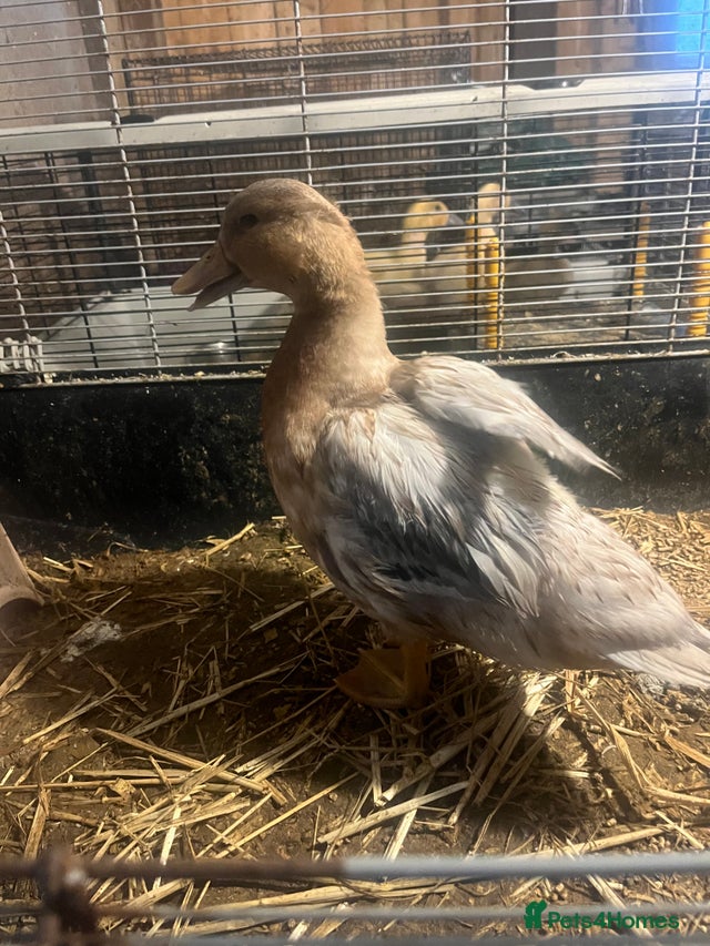 Young Male Apricot Call Ducks for sale in Bolton for sale in Bolton ...